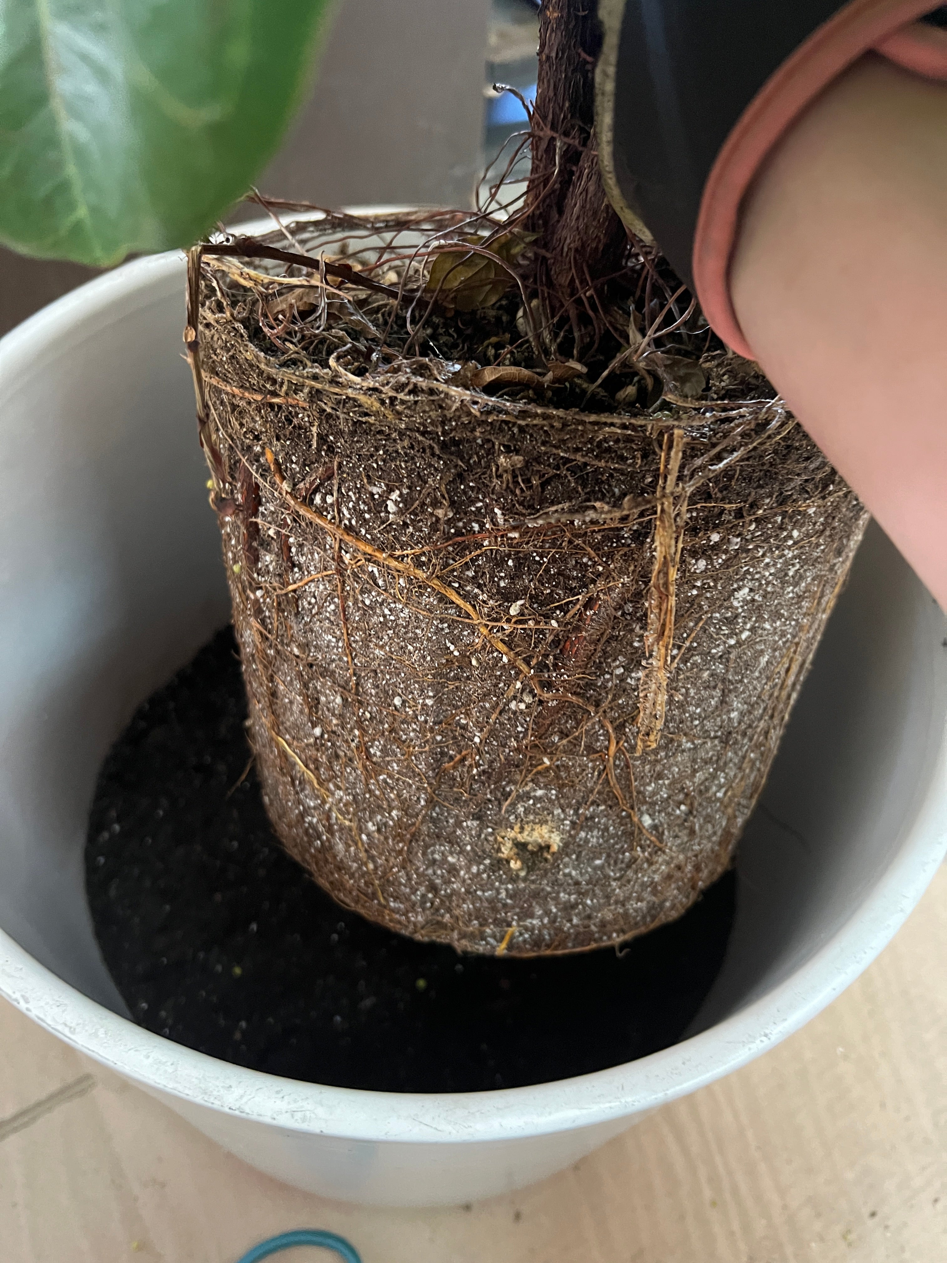 Easy Repotting and Care Tips for Ficus Plants – Cute Farms