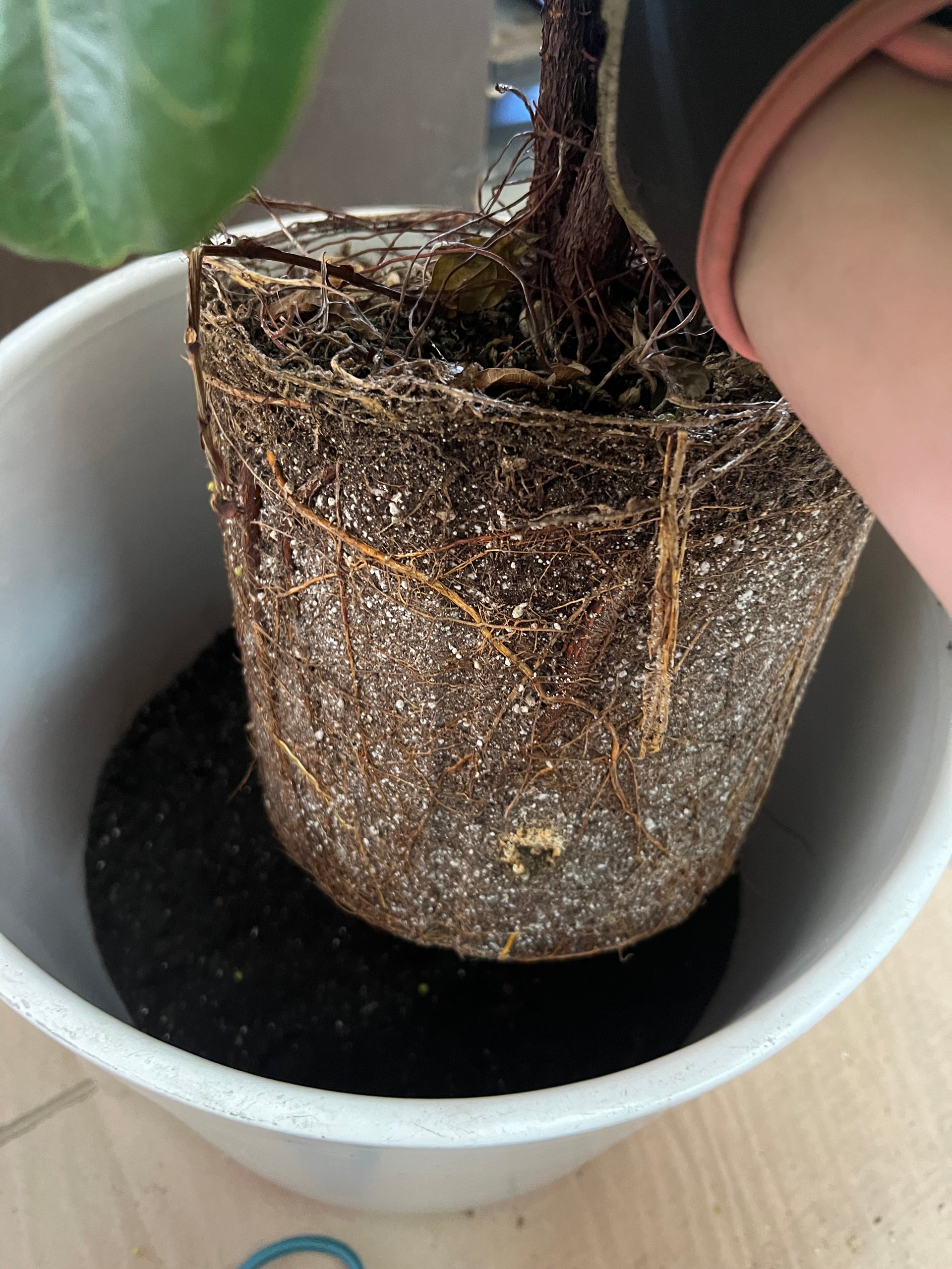 ficus benjamina tree root system