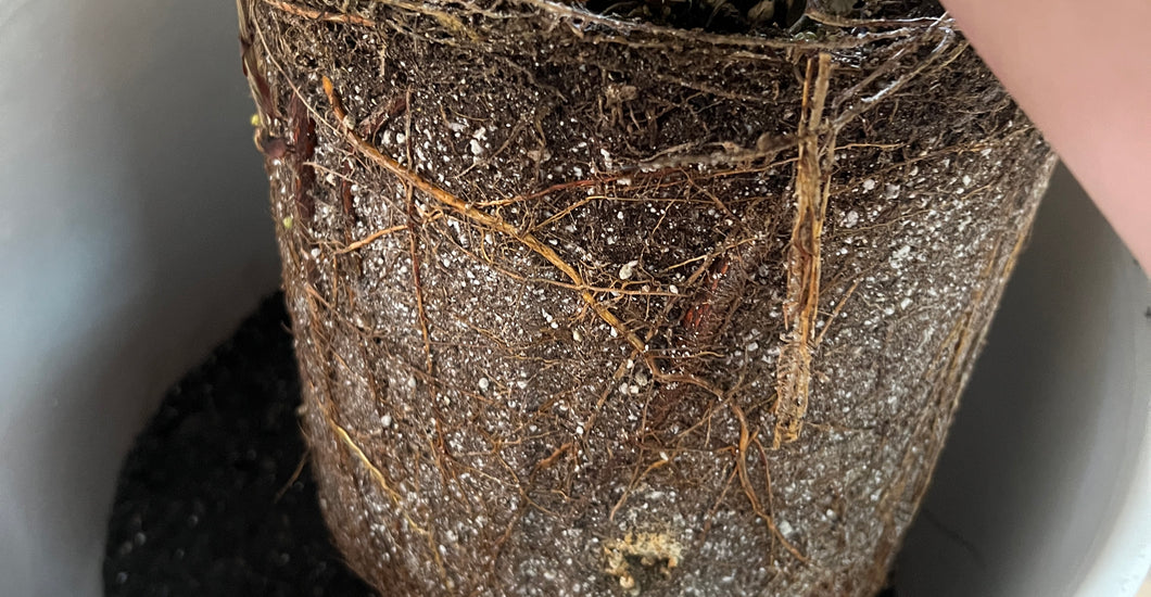 Easy Repotting and Care Tips for Ficus Plants – Cute Farms