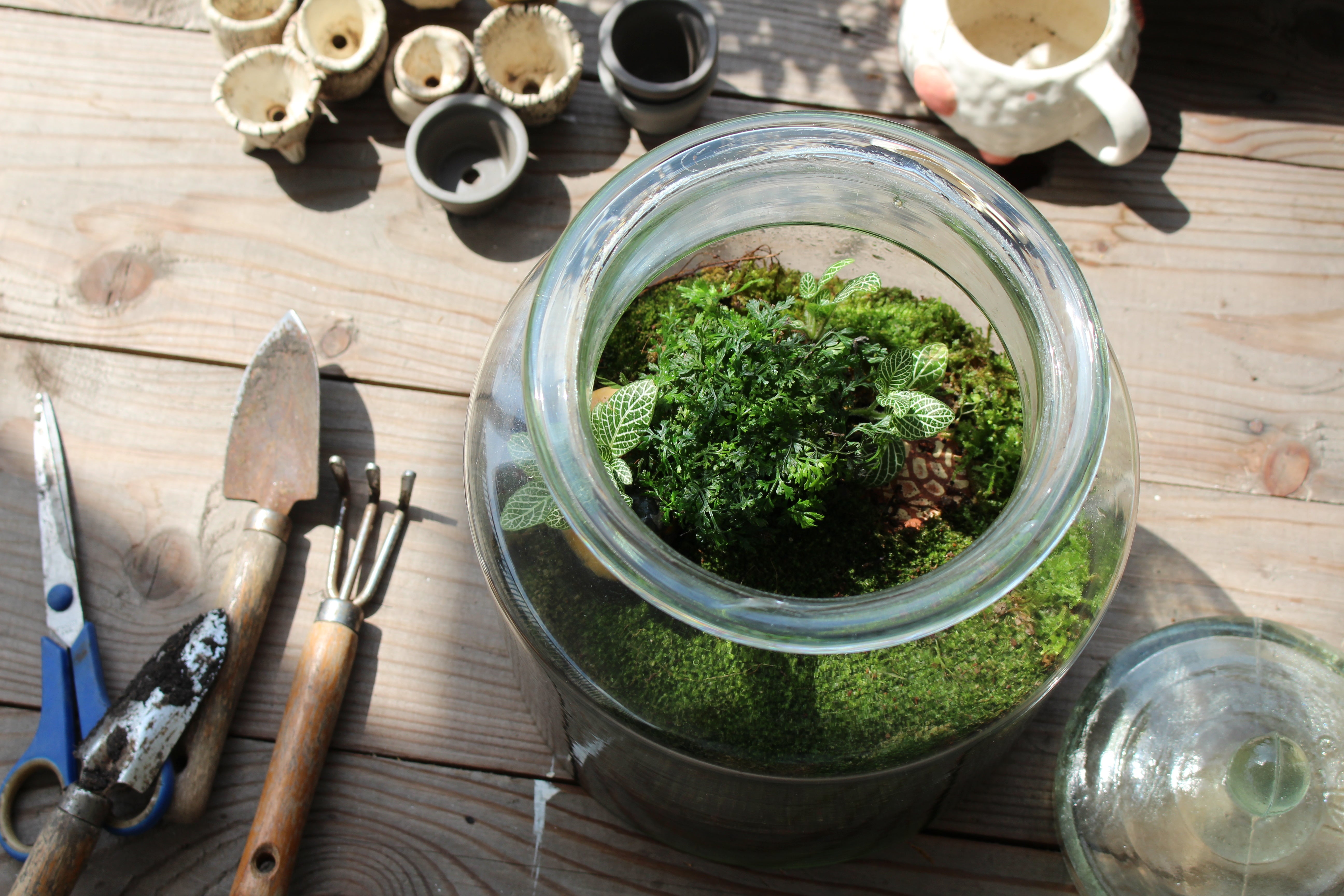 Exploring Preserved Moss: Terrarium Essentials – Cute Farms