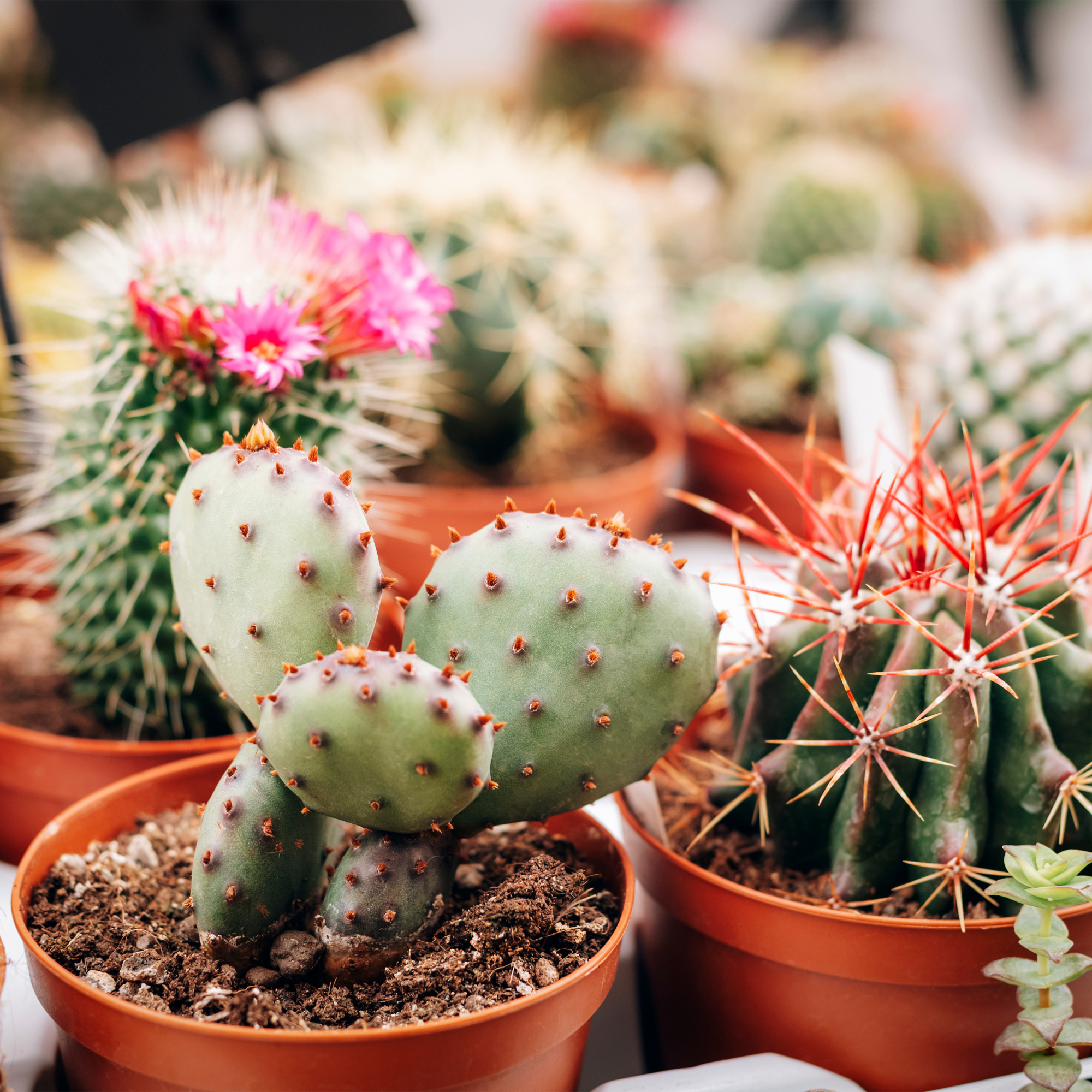 Cacti for Beginners: Easy-to-Care-for Plants That Thrive Indoors – Cute ...