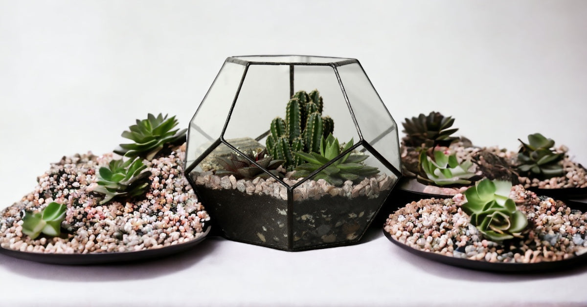 Explore Our Glass Terrarium Kits: Geometric, Diamond Shaped, and Cube ...