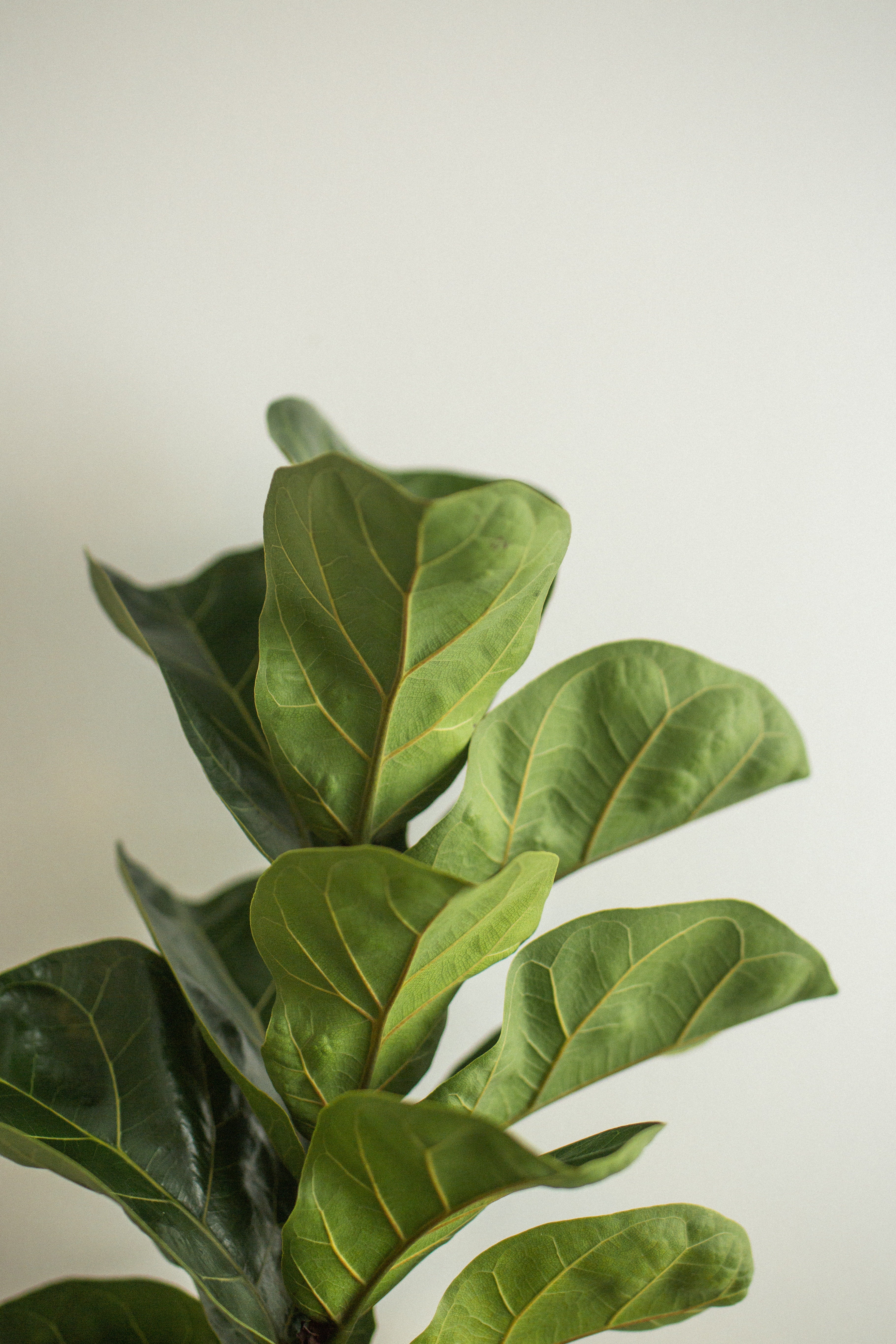 The Ultimate Guide to Ficus Care: Tips and Tricks for Growing a Healthy ...