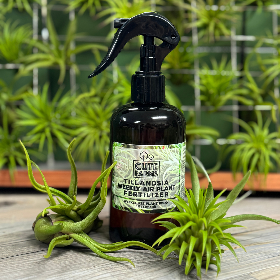 Tillandsia Air Plant Fertilizer - Weekly Use – Cute Farms