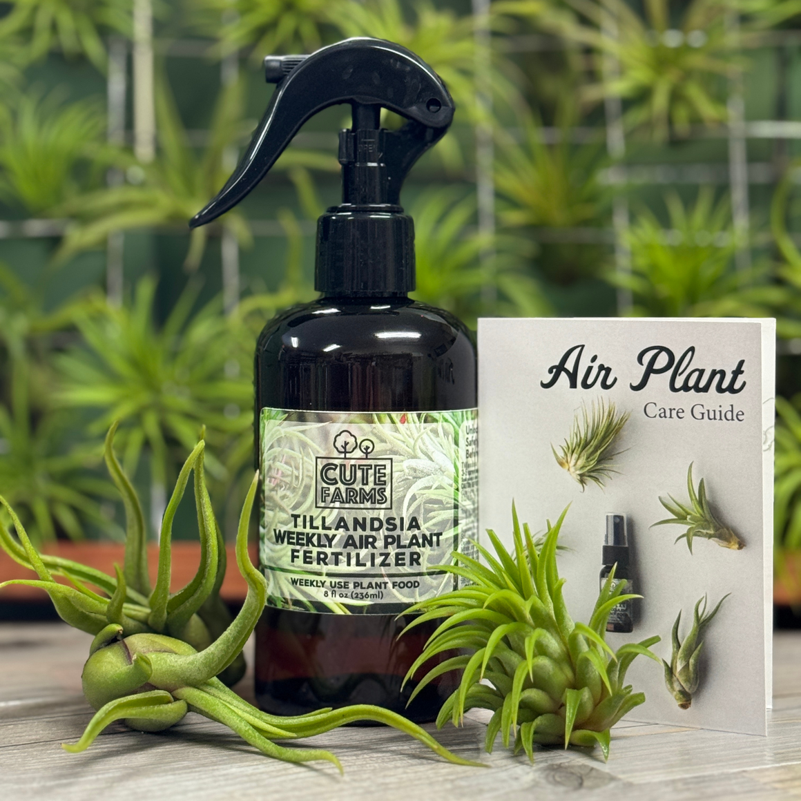 Tillandsia Air Plant Fertilizer - Weekly Use – Cute Farms
